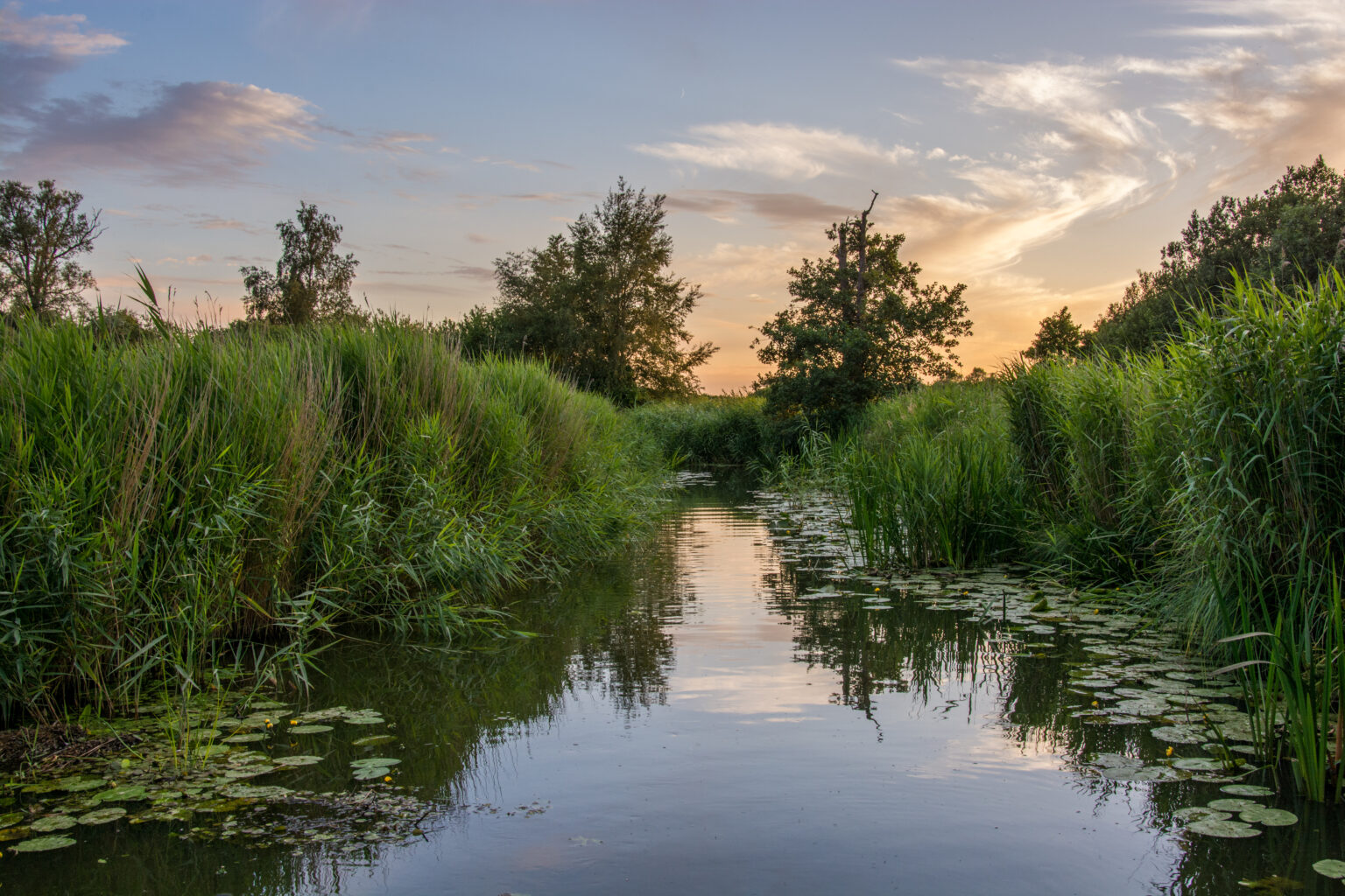 Nutrient Neutrality in Norfolk – Sworders