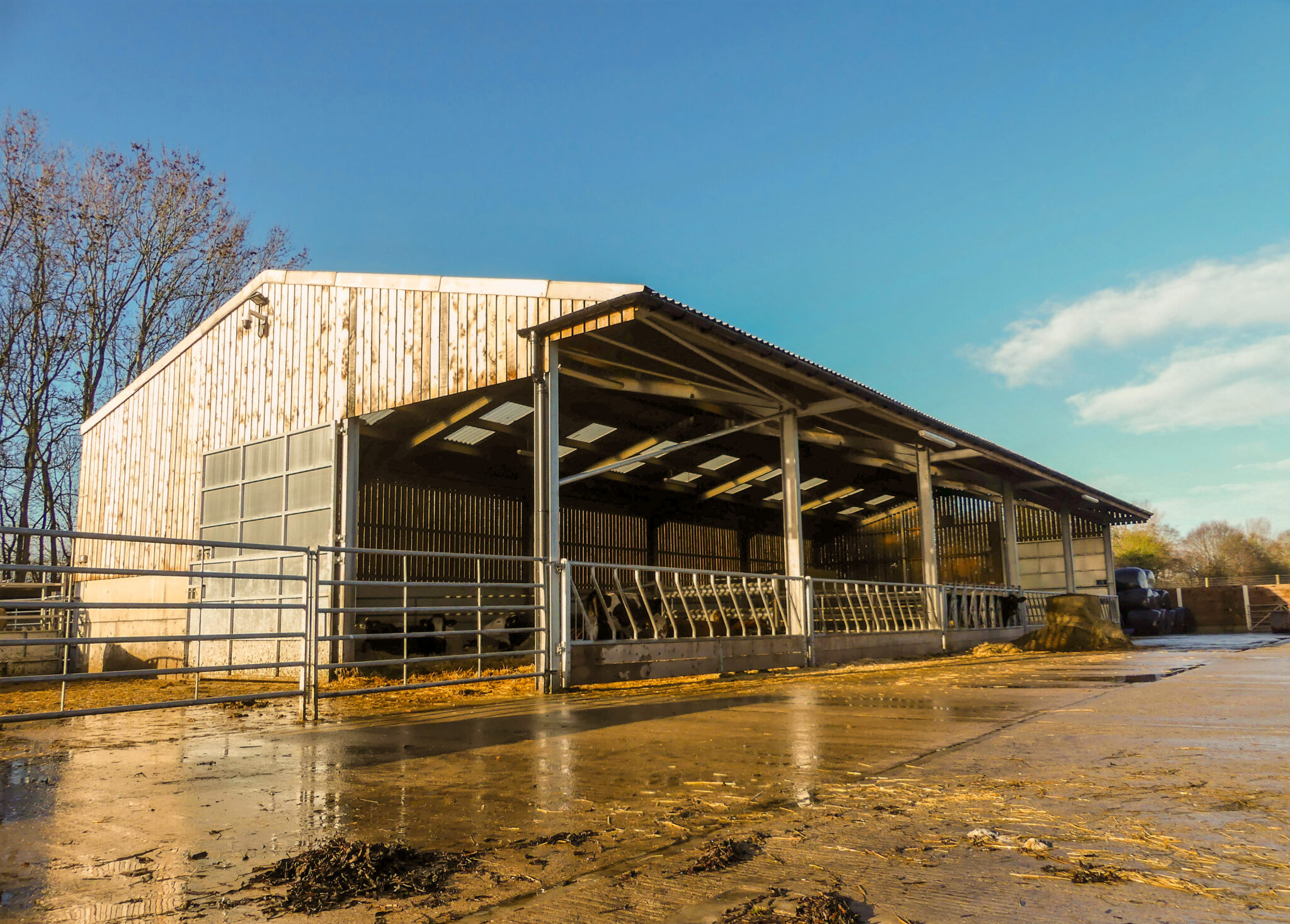 Calf Housing for Health and Welfare Grant – Sworders